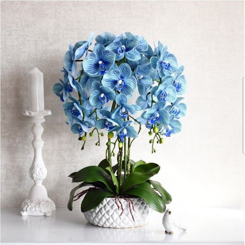 Jual Tanaman Hias Bunga Anggrek Tanah Blue - Bunga Biru | Shopee Indonesia