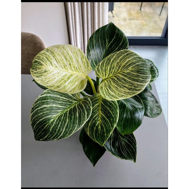 Jual Tanaman hias indoor Philo birkin/philodendron birkin | Shopee ...