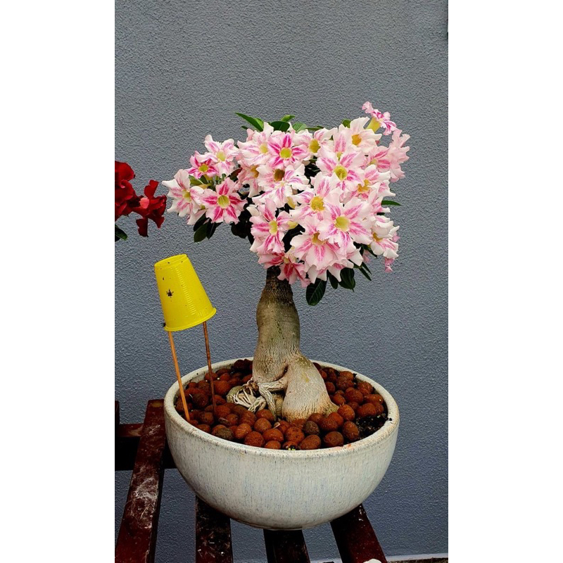 Jual PROMO!!Adenium Bunga Tumpuk Kamboja Jepang Golden Millionaire ...