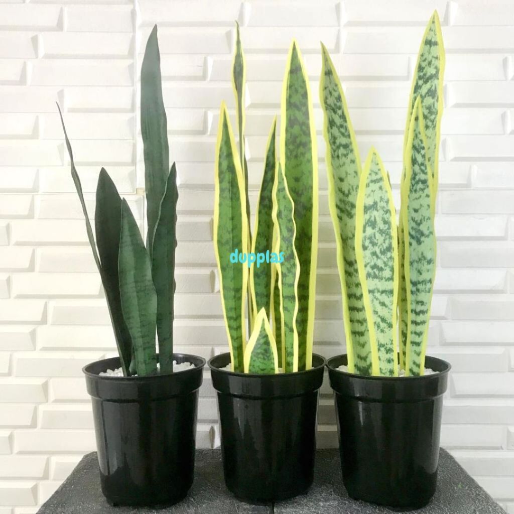 Jual Pohon Artificial Daun Lidah Mertua X5 Latex Pot Effiel Hitam ...