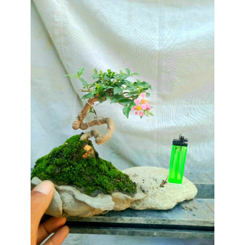 Jual bonsai sakura micro real pict/sesuai difoto | Shopee Indonesia