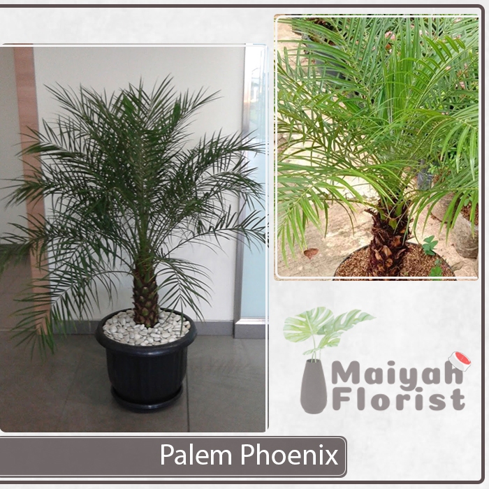 Jual Tanaman Hias Hidup Palem Phoenix - Pygmy Date Palm - Phoenix ...