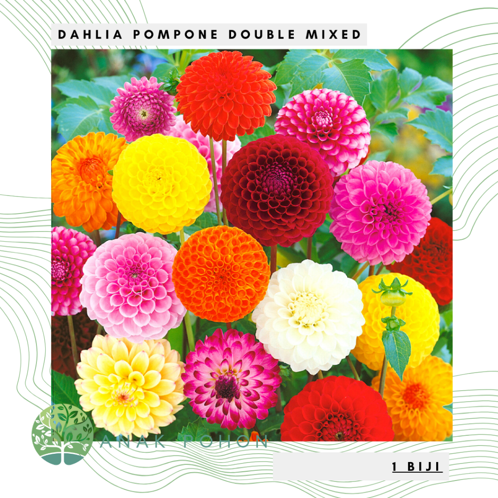 Jual Benih Bibit Biji - Bunga Dahlia Pompone Double Mixed Flower Seeds - IMPORT | Shopee Indonesia