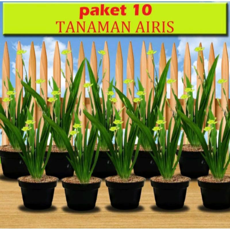 Jual paket 10 tanaman hias airis bunga kuning | Shopee Indonesia