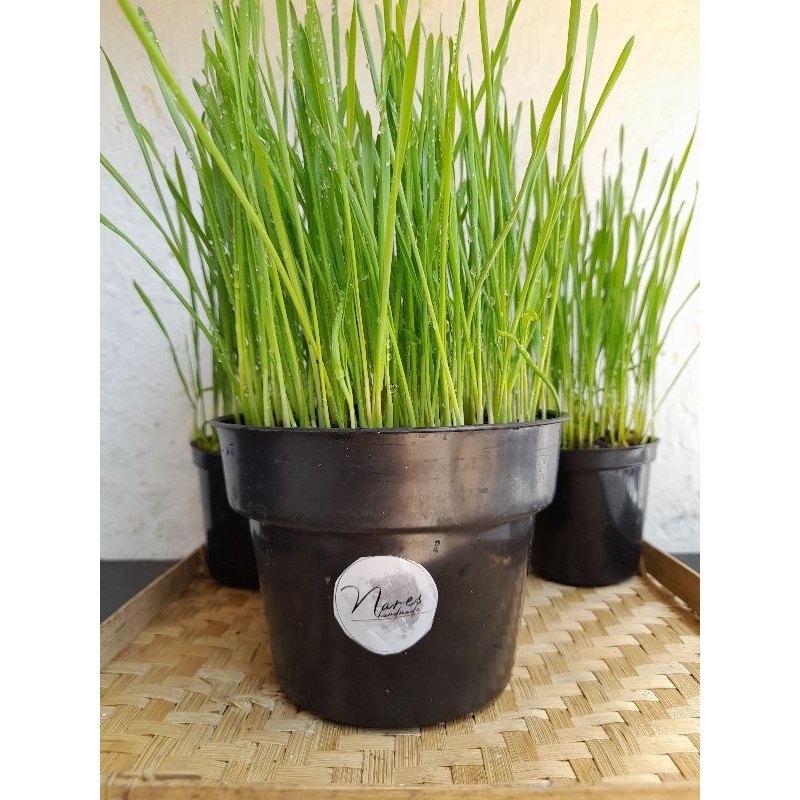 Jual Rumput Kucing Siap Makan/ Rumput Gandum Siap Panen/ Pot Lebih ...