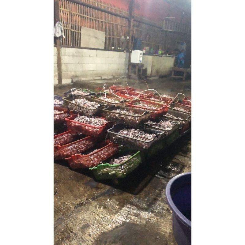 Jual Cumi-Rebus/Cumi-Asin/1kg | Shopee Indonesia
