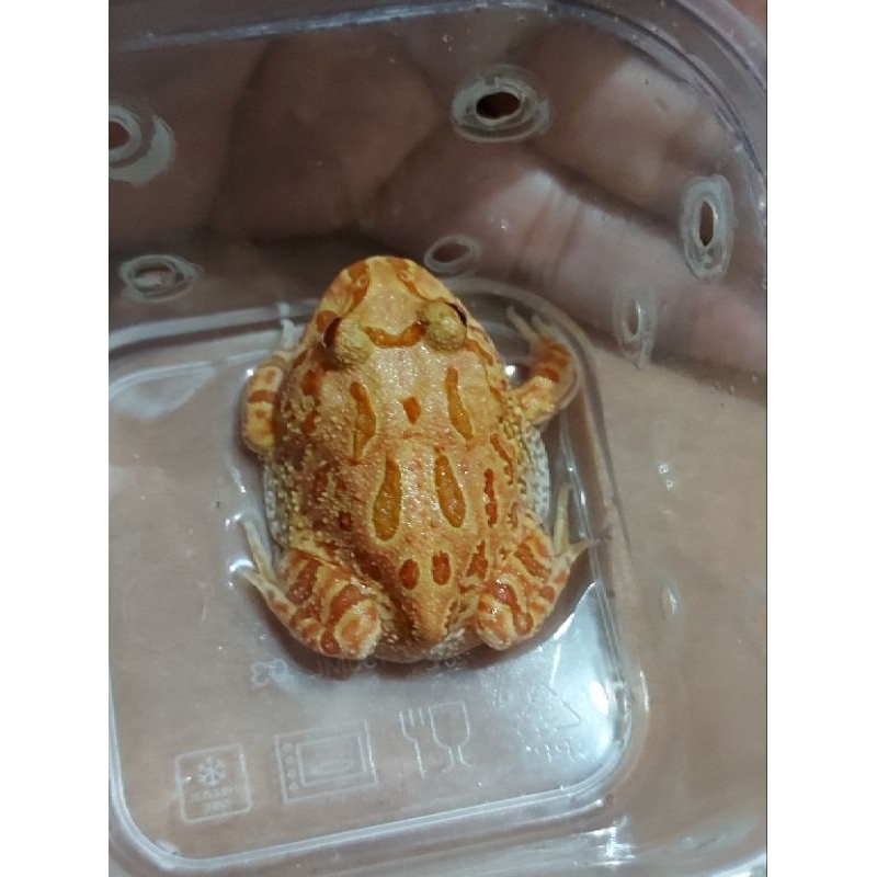 Jual Mainan katak kodok pacman strawberry | Shopee Indonesia