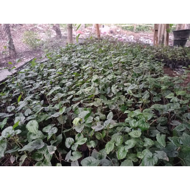 Jual paket 100 bibit cabe jamu jumbo( hibrida) | Shopee Indonesia