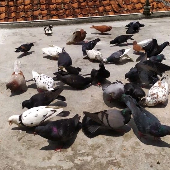 Jual Burung Merpati Sepasang Jodohan - Burung Dara - Burung Merpati ...