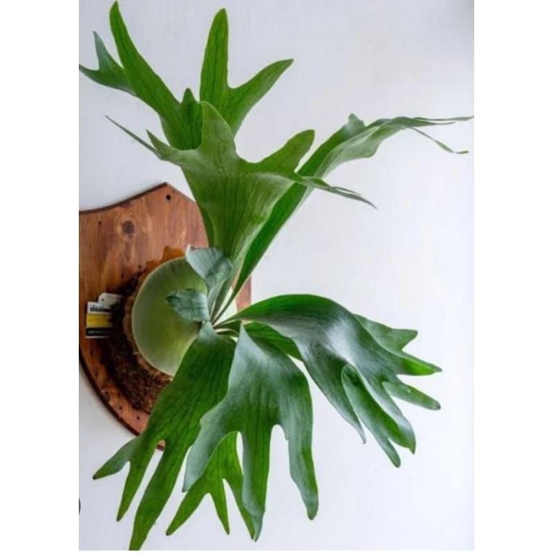 Jual Simbar Menjangan/pletycerum tanduk rusa 2-4 tangkai daun 25-35cm ...