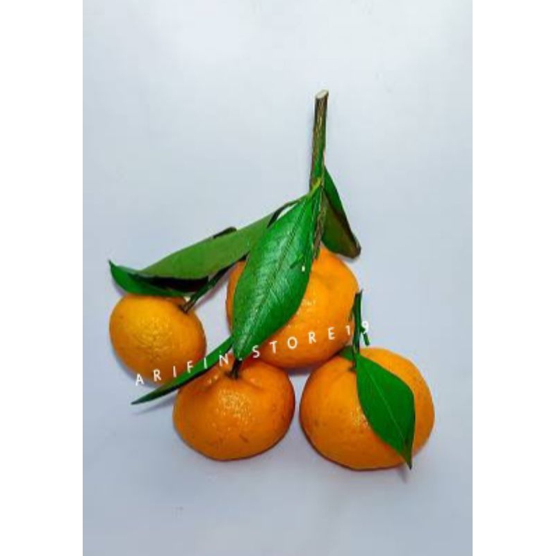 Jual Jeruk Shantang Daun RRC /Jeruk Shantang /Manis /Kg | Shopee Indonesia