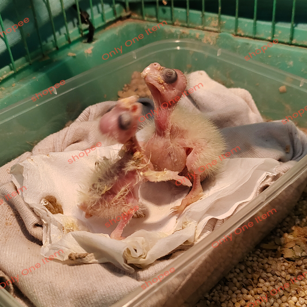 Jual Burung Falk Parkit Australia Cockatiel Jinak Lolohan | Shopee ...