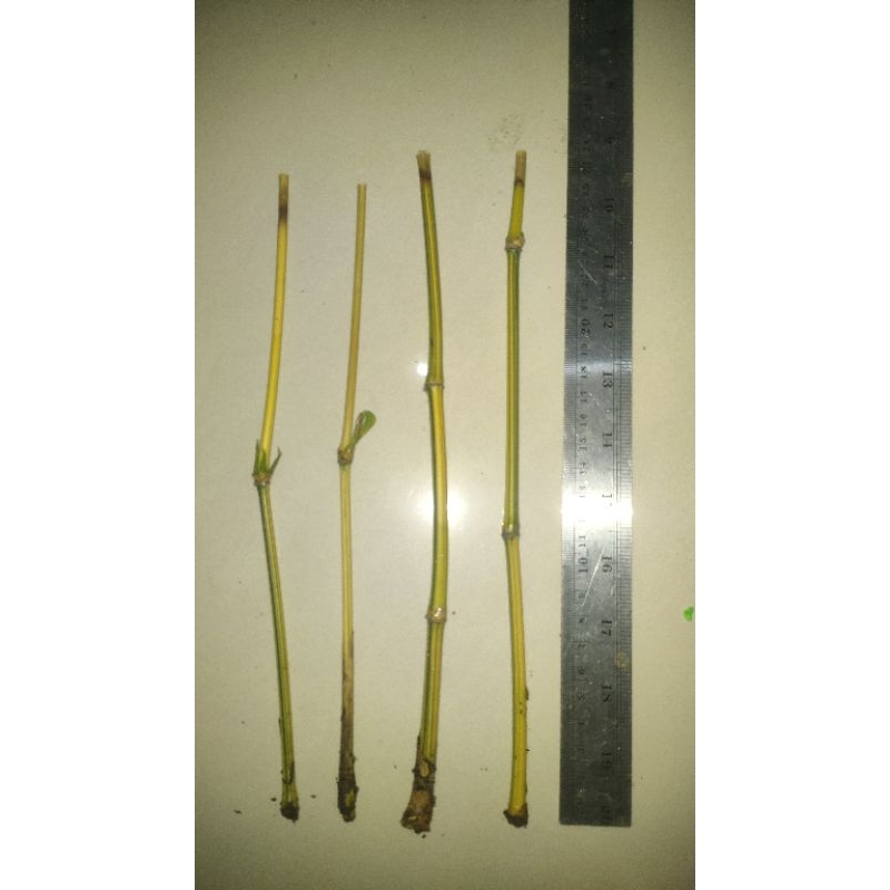 Jual stek batang bambu kuning panjang kurleb 25 cm | Shopee Indonesia