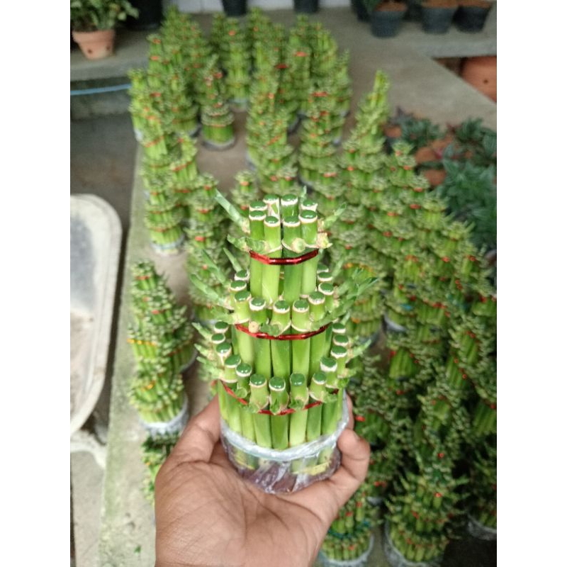 Jual Tanaman Hias Bambu Hoki | Shopee Indonesia