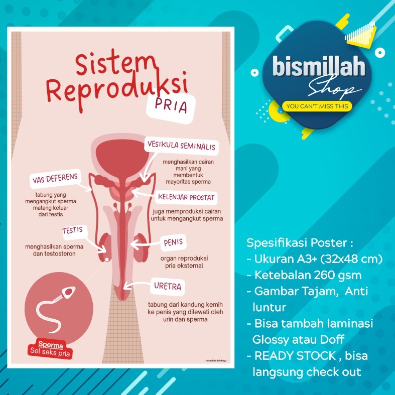 Jual Poster kesehatan sistem reproduksi pria / laki laki anatomi tubuh ...