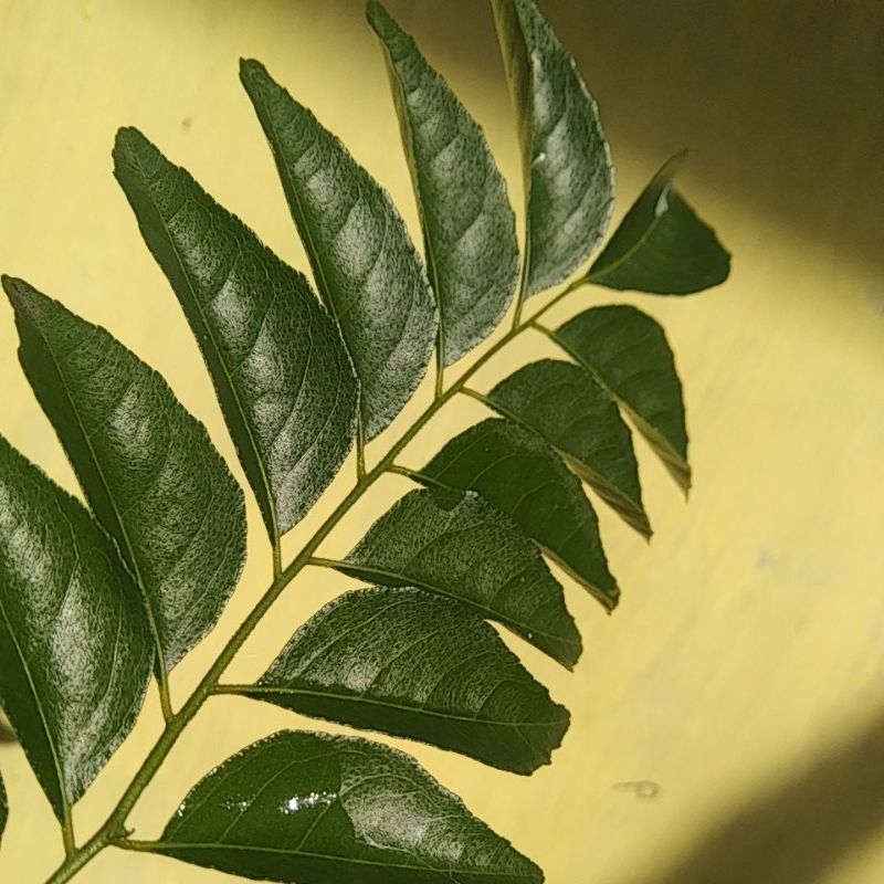 Jual Rempah Daun Kari Curry Leaves Salam Koja per tangkai | Shopee ...
