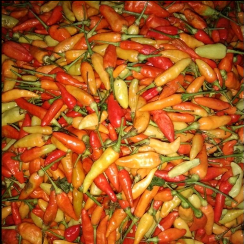 Jual Cabe rawit 500g | Shopee Indonesia