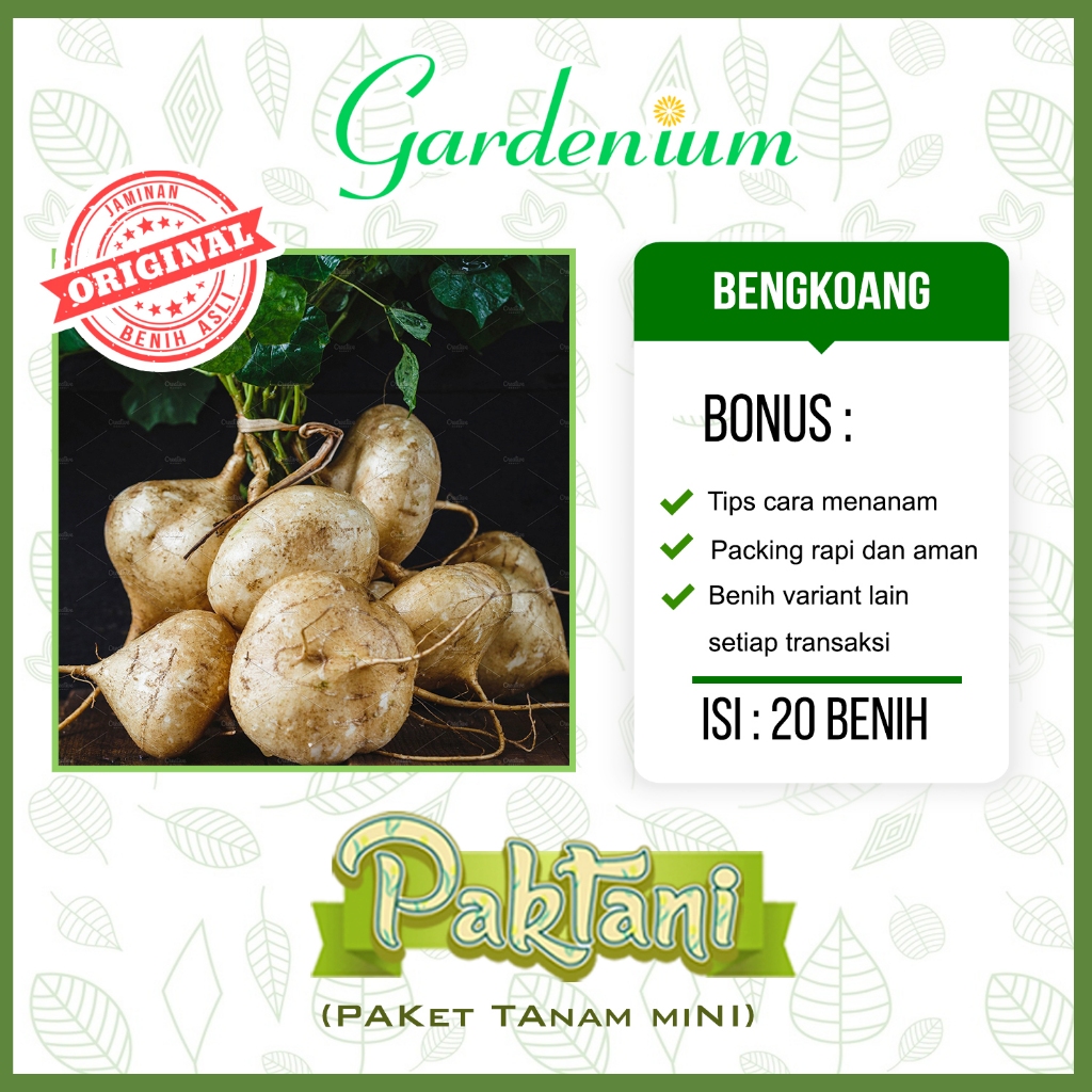 Jual 20 Benih Bengkoang Unggul Tanaman Bengkuang Paktani | Shopee Indonesia