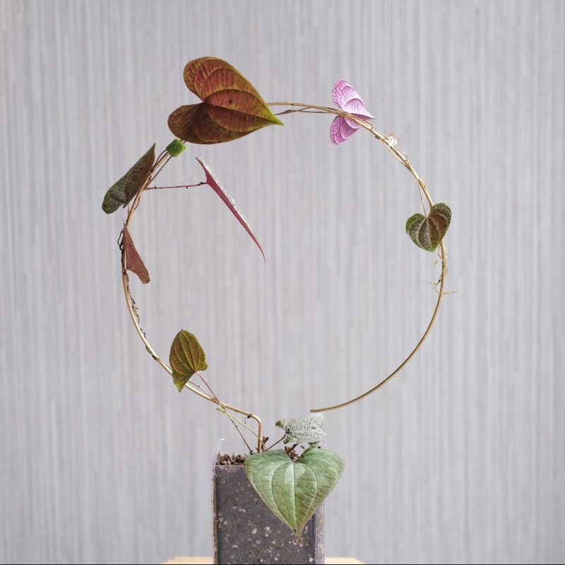 Jual Plant Trellis (rambatan tanaman hias) | Shopee Indonesia