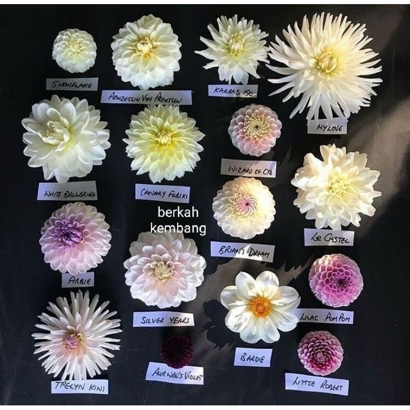 Jual Bunga Dahlia grosir import ( sudah berdaun) | Shopee Indonesia