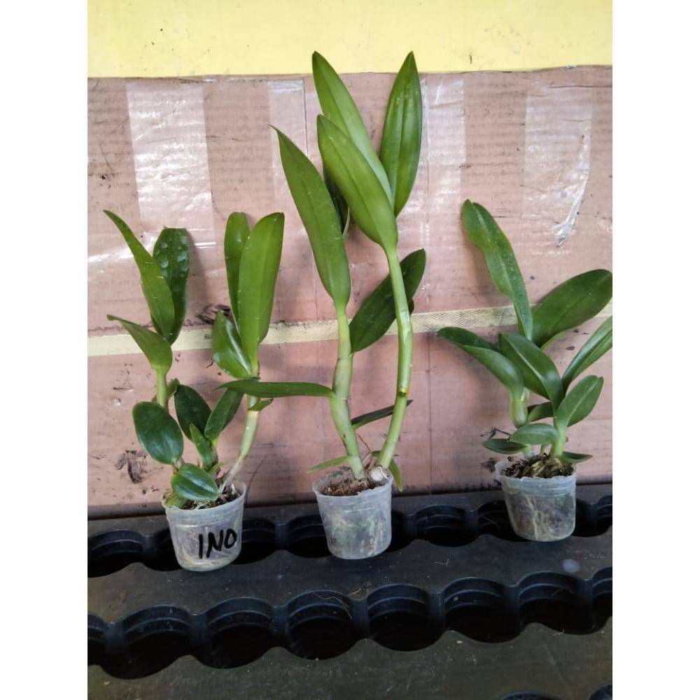 Jual Paket Dendro Praremaja Sedling 55rb/3pot beda Warna | Shopee Indonesia