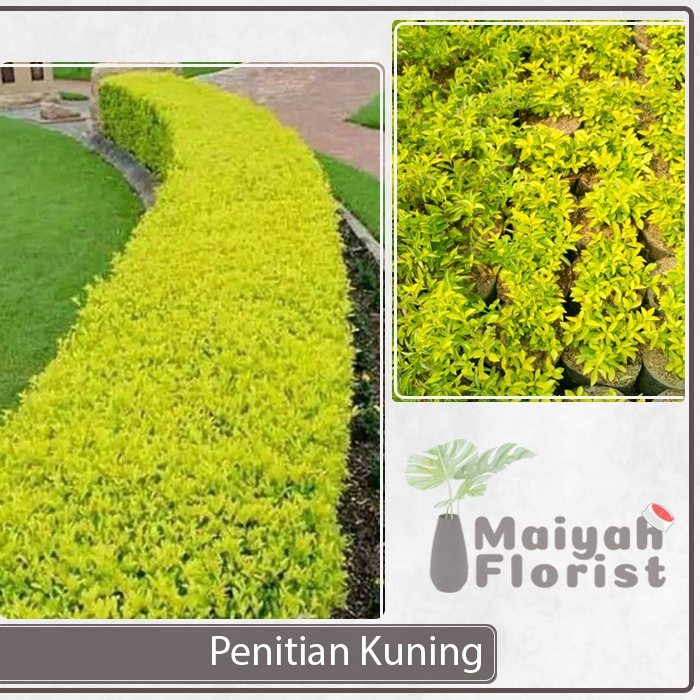 Jual Tanaman Hias Penitian Kuning - Tanaman Pagar | Shopee Indonesia