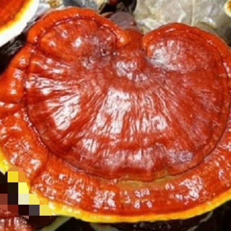 Jual jamur lingzhi/ganoderma,hutan 100 gr | Shopee Indonesia