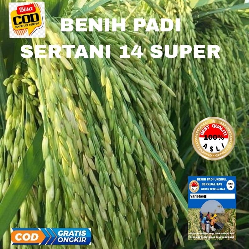 Jual BENIH PADI SERTANI 14 SUPER UNGGUL BERKUALITAS 1kg | Shopee Indonesia