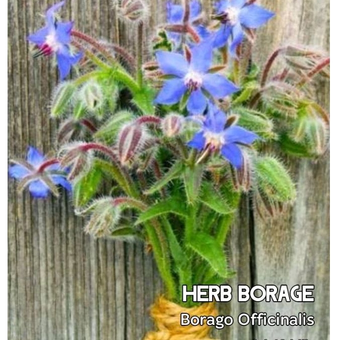 Jual Herb edible flower Borage - benih isi 20 biji | Shopee Indonesia