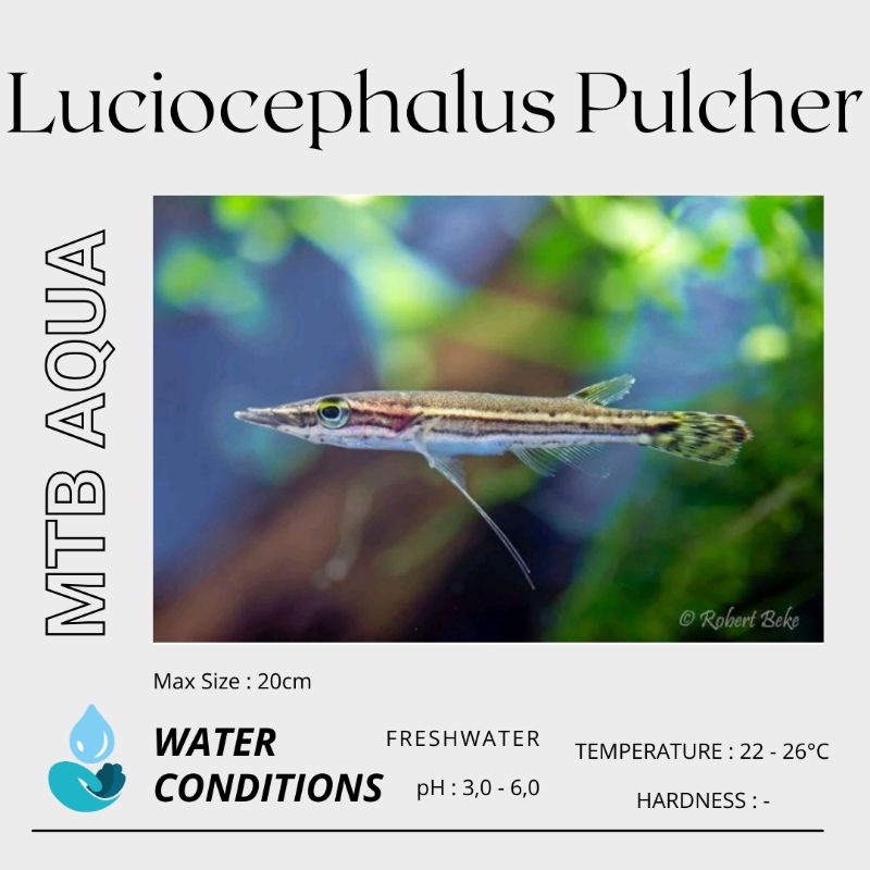 Jual Ikan Pensil (Luciocephalus Pulcher) | Shopee Indonesia