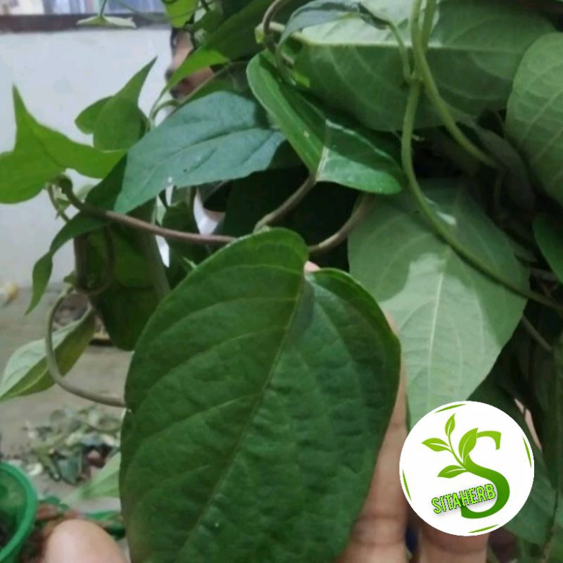 Jual daun simbukan atau daun kentut segar 500 gram | Shopee Indonesia