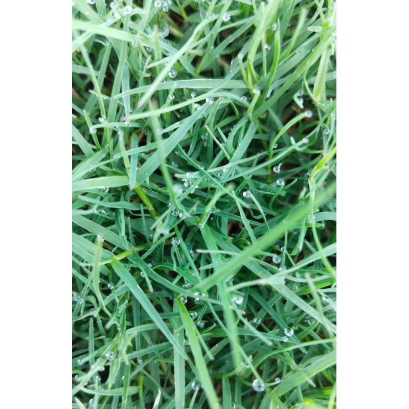 Jual Benih Rumput Brachiaria Decumben 1 kg - bibit biji Rumput Pakan ...