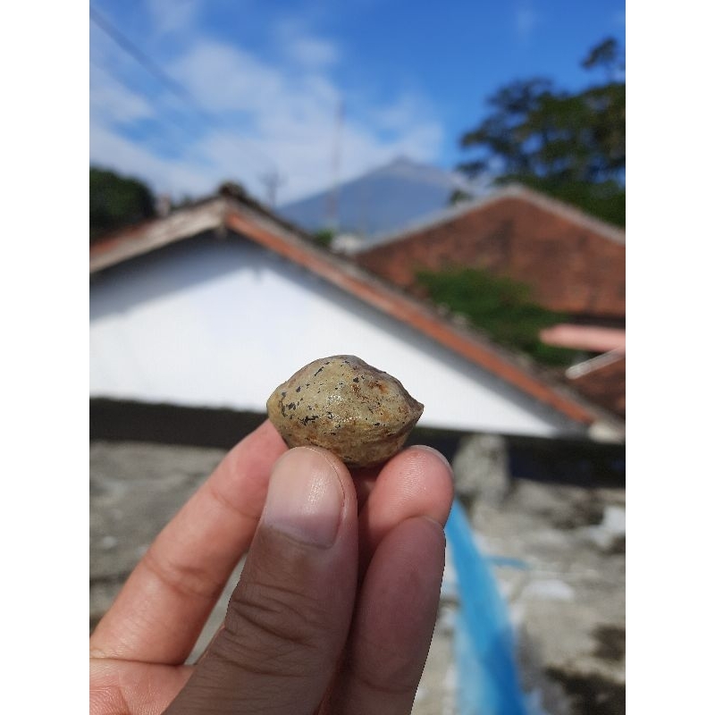 Jual MUNCANG ADU PAK GURU | Shopee Indonesia