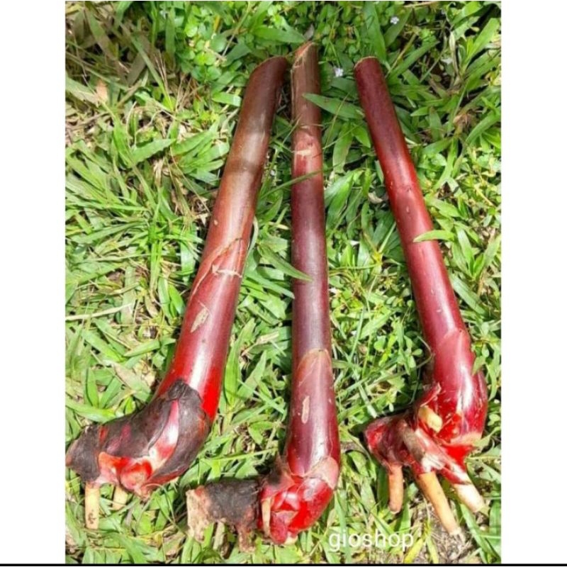 Jual bibit honje merah/ kecombrang merah | Shopee Indonesia