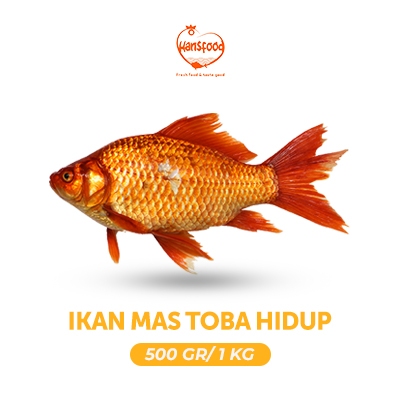 Jual Ikan Mas Toba Hidup 500 gr & 1 kg | Shopee Indonesia
