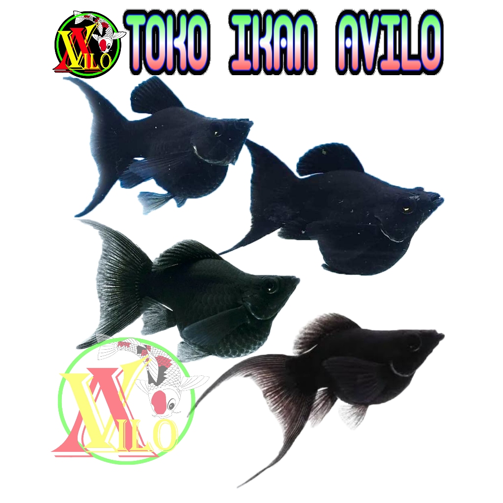 Jual ojek ikan hias black molly cawang cagak balon moli hitam | Shopee ...