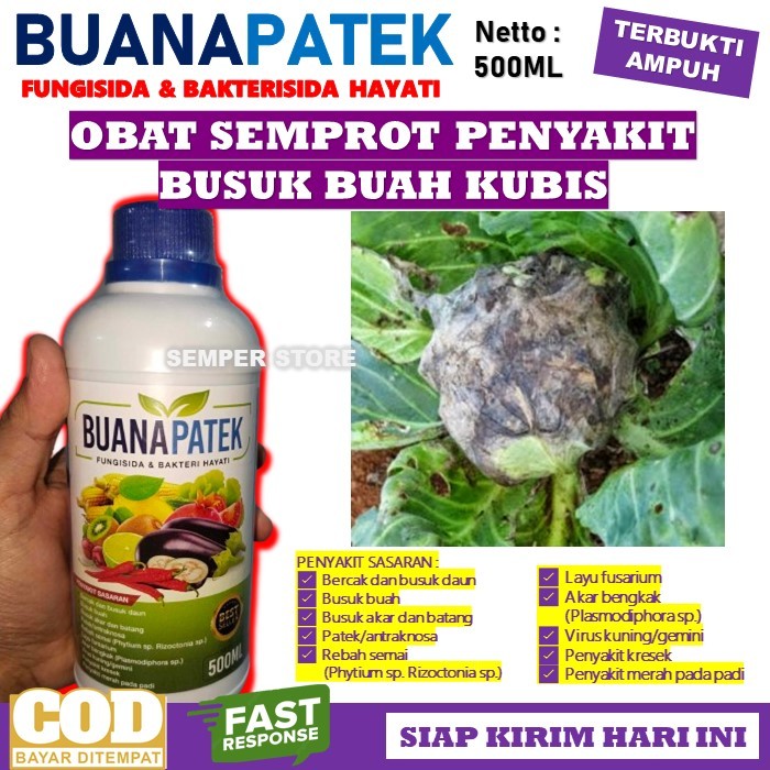 Jual Obat Busuk Buah Kol Kubis AMPUH Fungisida & Bakterisida Hayati ...