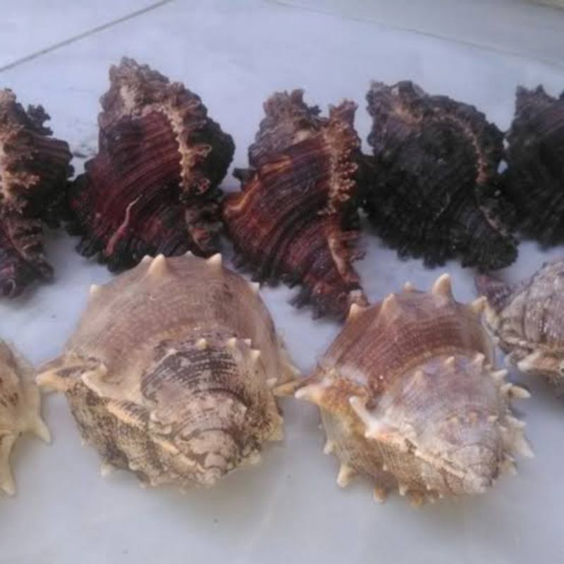 Jual kelomang cangkang unik | Shopee Indonesia