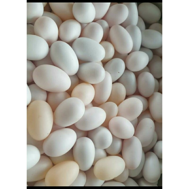 Jual Telur Burung Walet per pasang | Shopee Indonesia