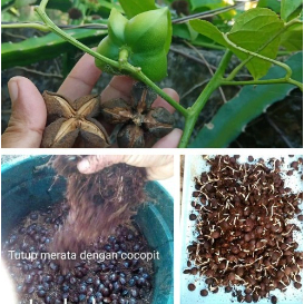Jual Benih Kacang Sacha Inchi Saca Inchi Bibit | Shopee Indonesia