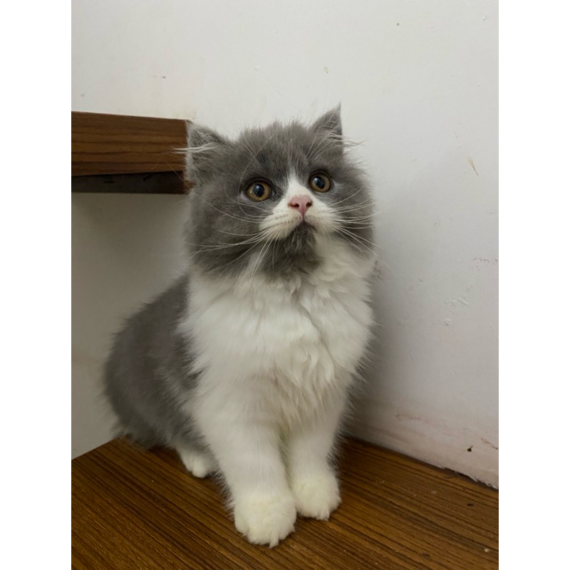 Jual Kucing British Short Hair (BSH) & British Long Hair (BLH) | Shopee ...
