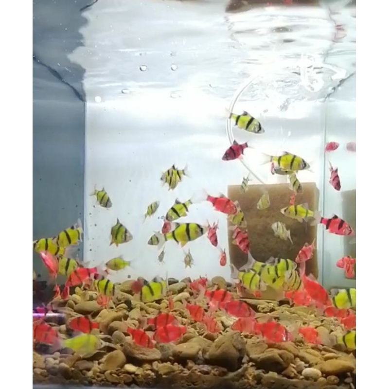 Jual sumatra tiger glofish | Shopee Indonesia