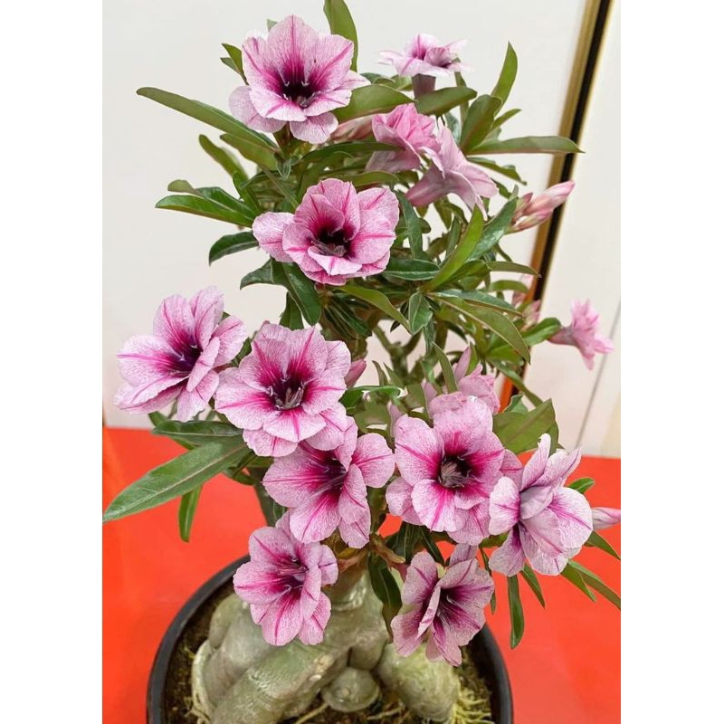 Jual Adenium Kamboja Jepang Adenium Bunga Tumpuk - Tanaman Hidup-Bunga ...
