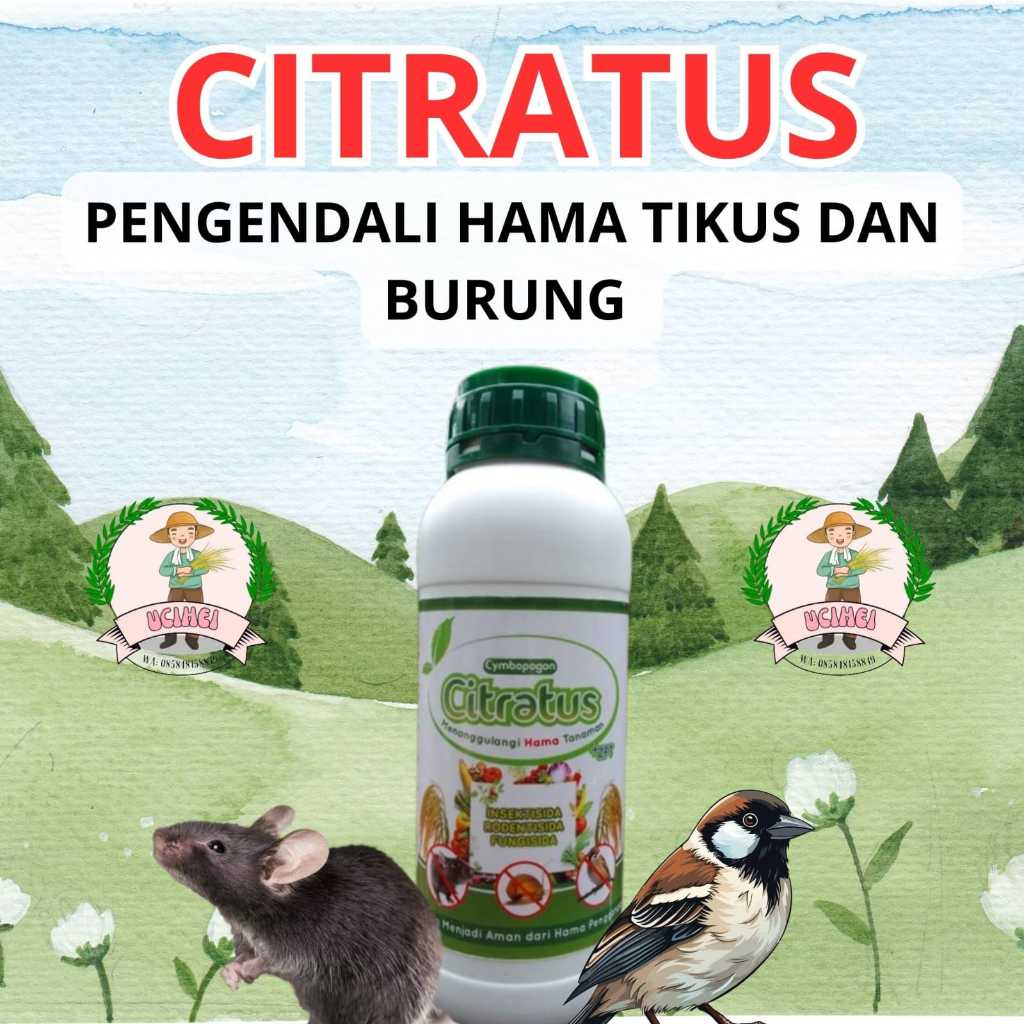 Jual CITRATUS - PENGENDALI HAMA YANG MEMILIKI BAU YANG KHAS DAN ...
