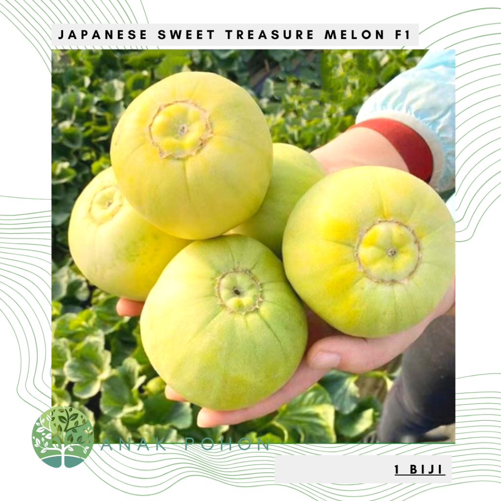 Jual Benih Bibit Biji - Japanese Sweet Treasure Melon F1 Hybrid Seeds ...