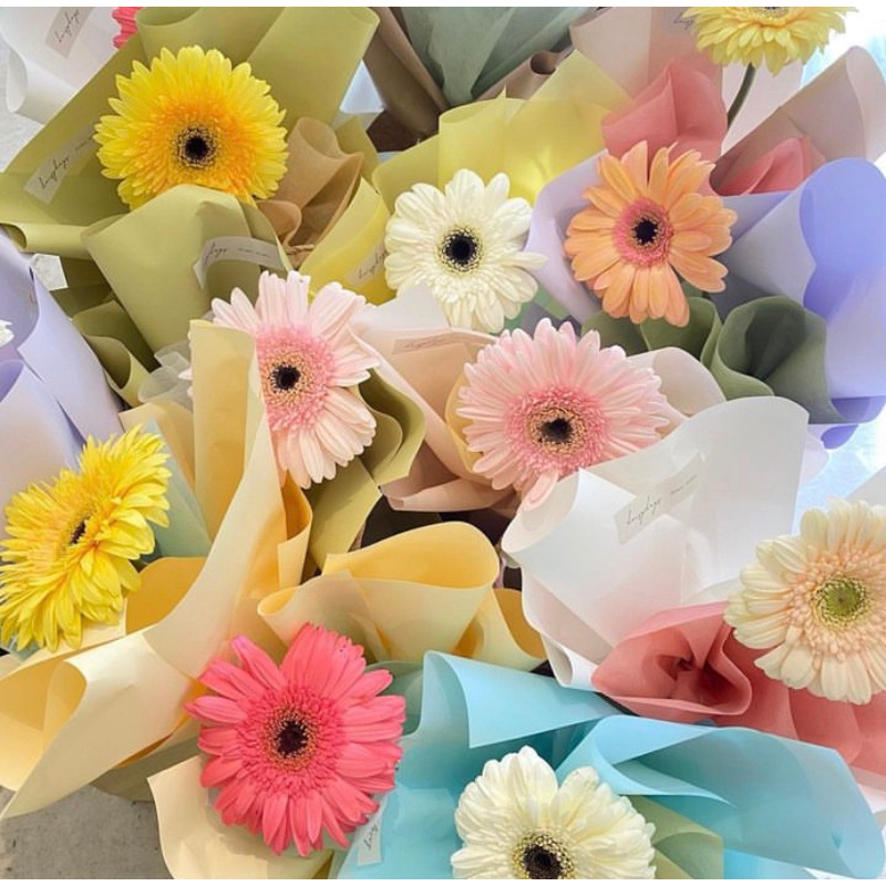 Jual daisy days single daisy of garbera bouquet bucket buket bunga ...