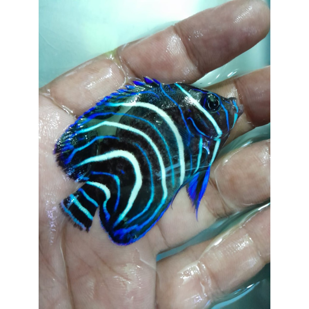 Jual Bluestone KORAN - Koran Angelfish (Juv) | Shopee Indonesia