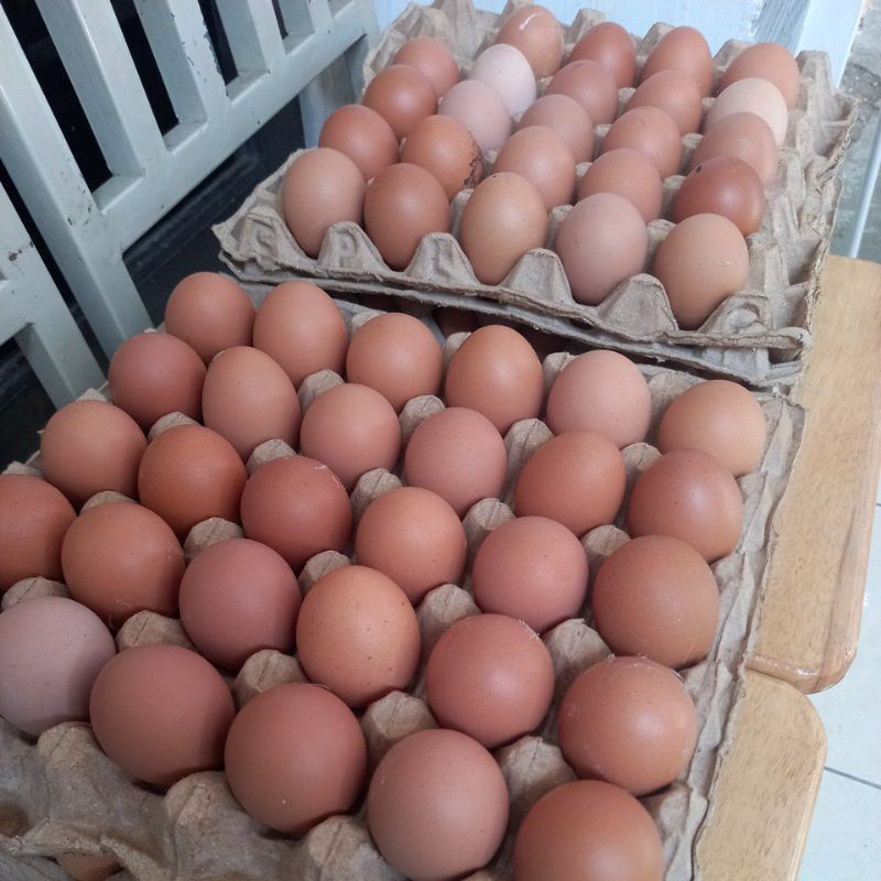 Jual TELUR AYAM NEGERI FRESH 1 PAPAN (30 BUTIR) | Shopee Indonesia