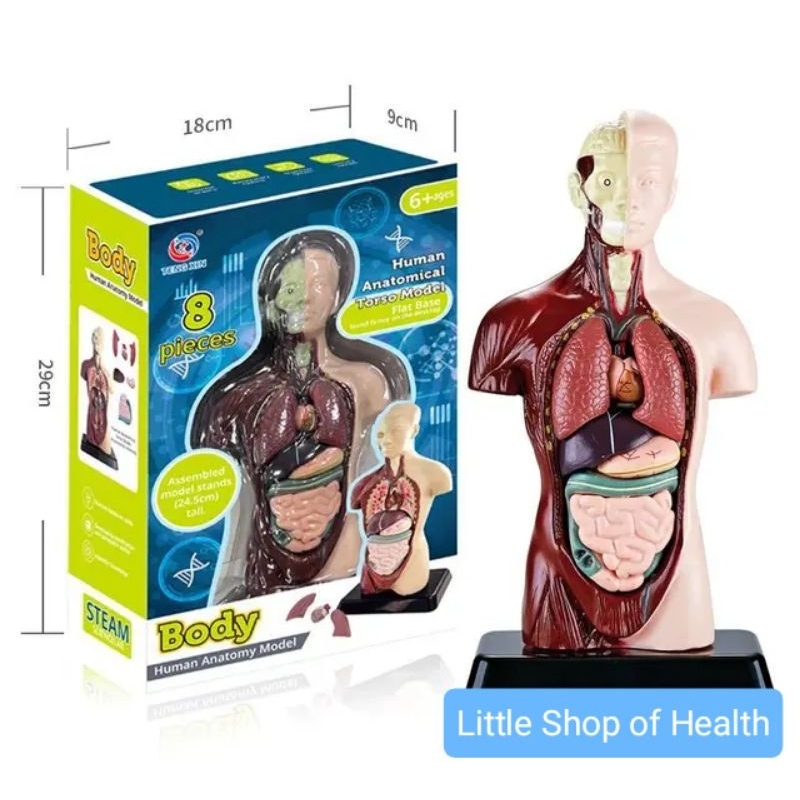 Jual HUMAN BODY ANATOMY MODEL - MAINAN DOKTER - MAINAN TENGKORAK - HUMAN ORGANS - Mainan edukasi ...