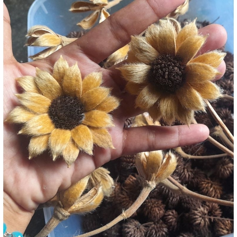 Jual Bunga kering Waru/bunga rustic/driedFlowers/bunga hias | Shopee ...